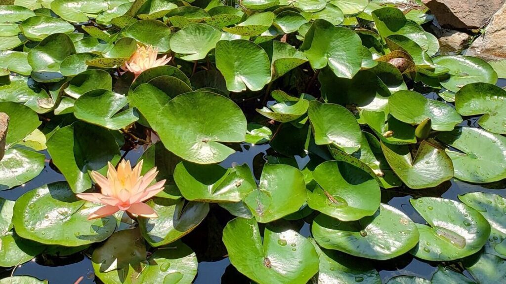 1027 – Water Gardening: Winterizing Water Lilies – PlantTalk Colorado