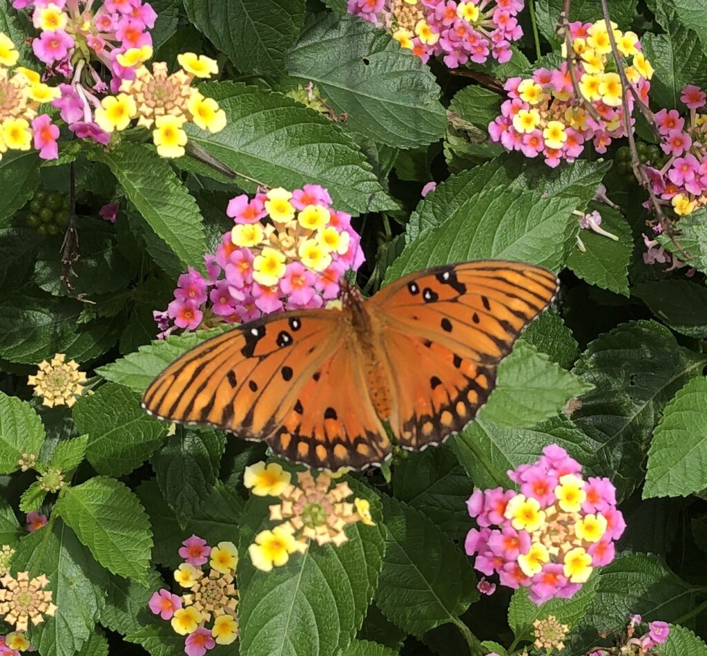 1121 – Butterfly Gardens – PlantTalk Colorado