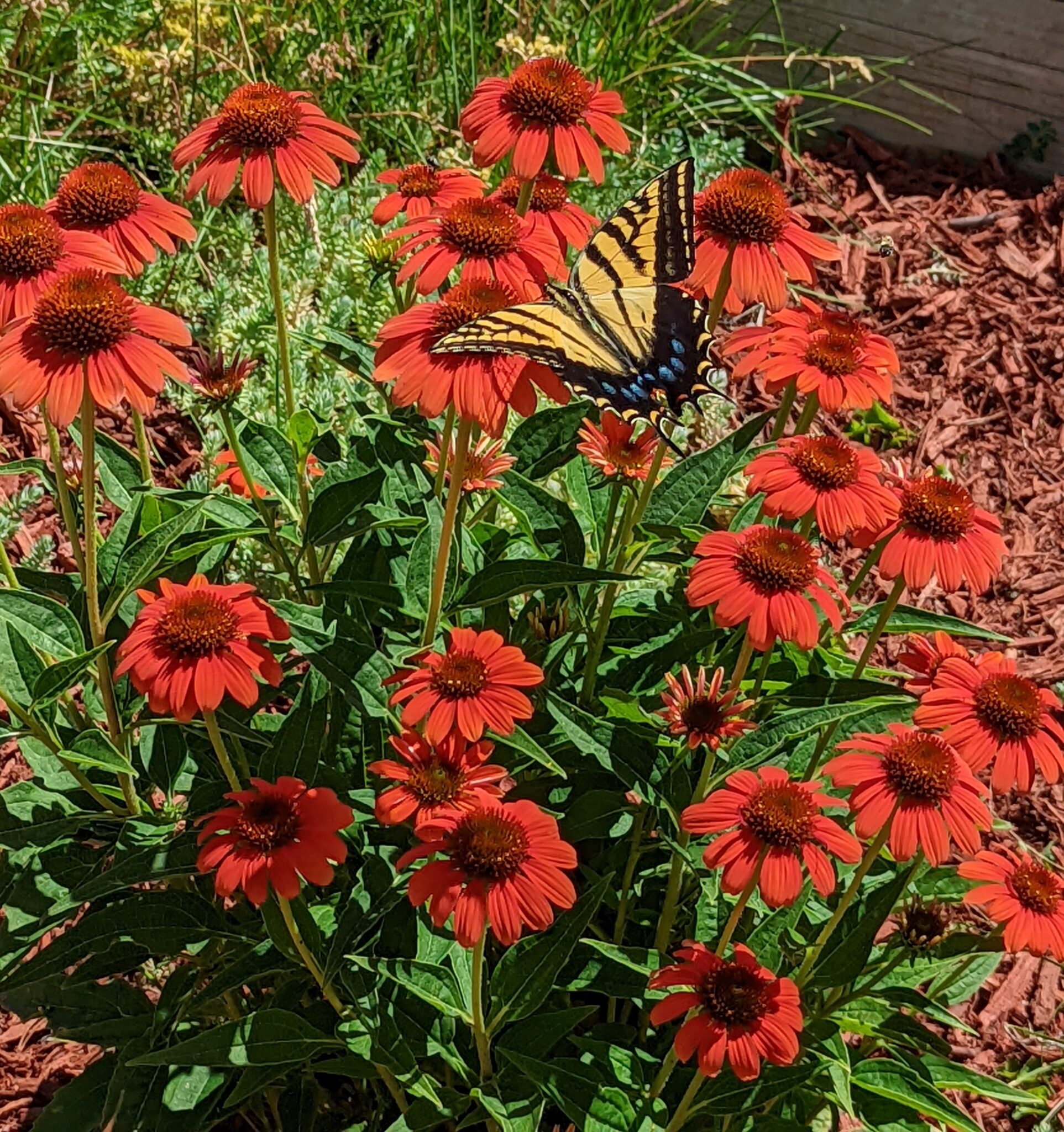 1121 – Butterfly Gardens – PlantTalk Colorado