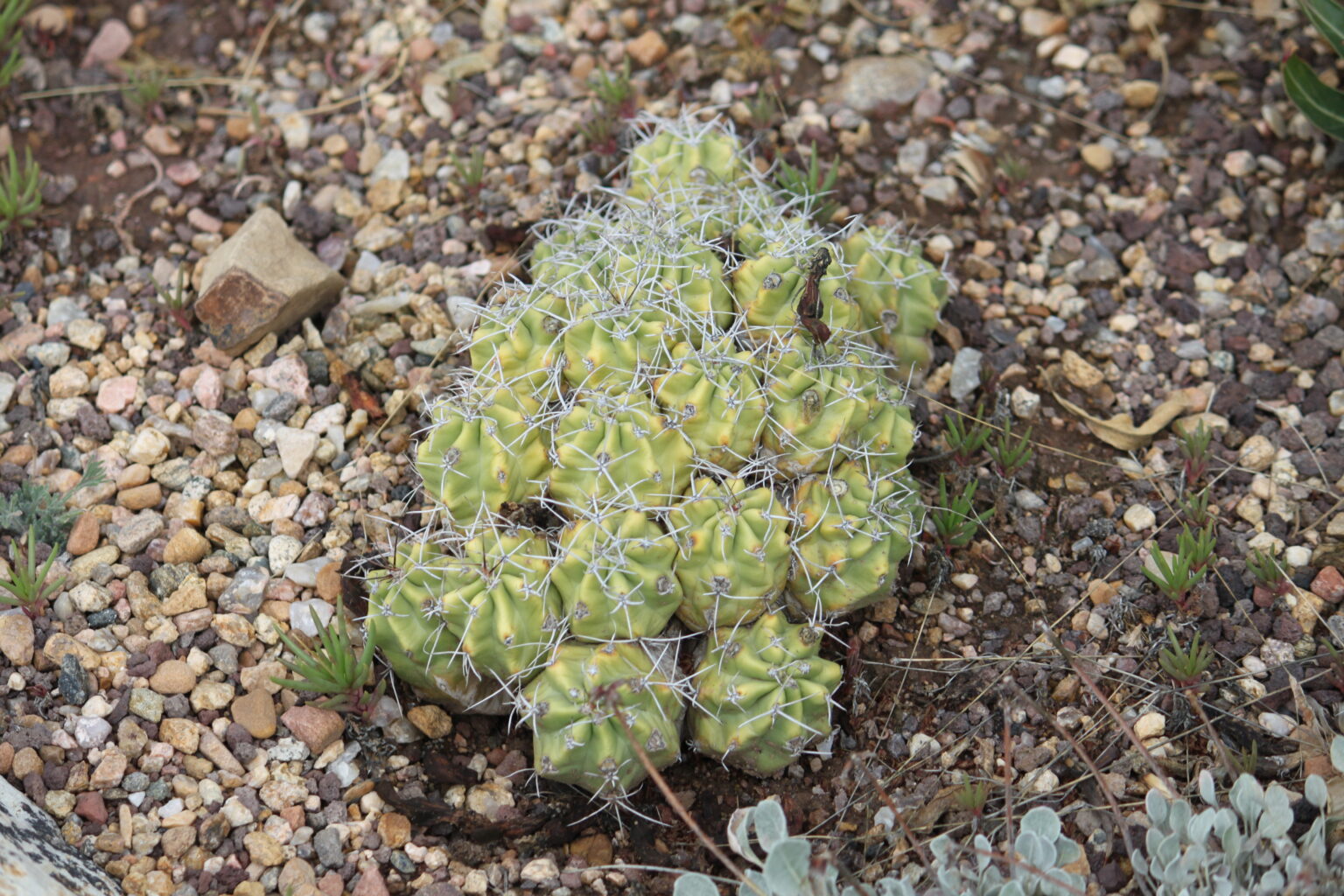 1028 – Winter-hardy Cacti – PlantTalk Colorado