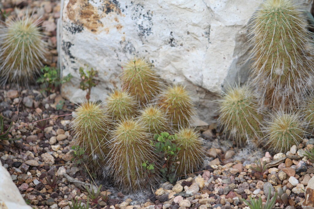 1028 – Winter-hardy Cacti – PlantTalk Colorado