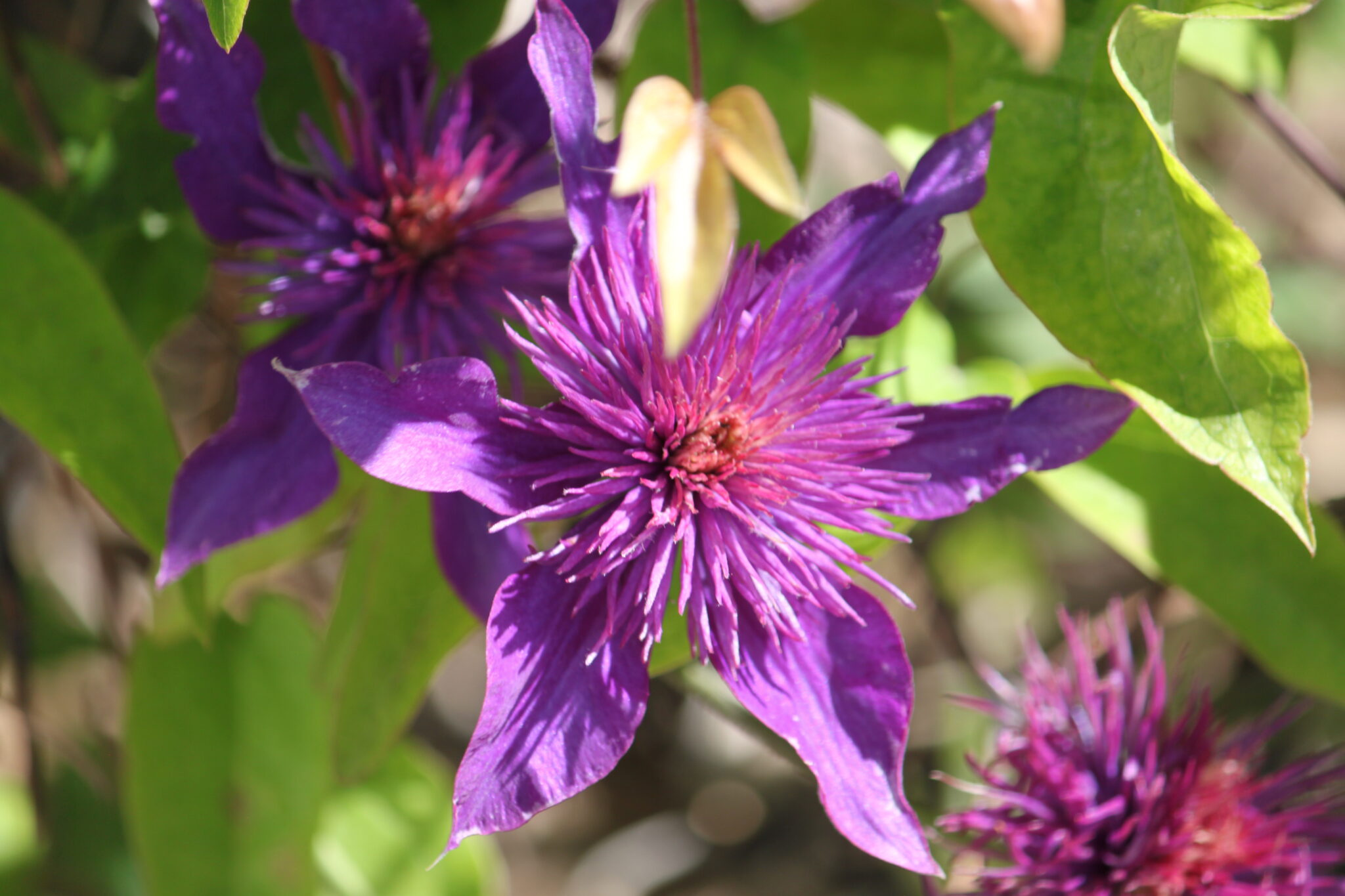1045 – Clematis (Clematis) – PlantTalk Colorado